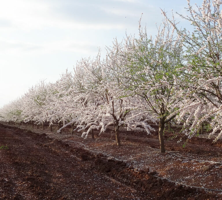 Variedades de almendros para secano: ¿Cuál elegir?